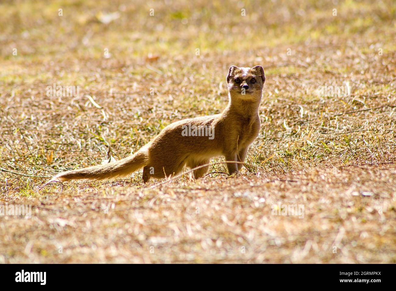 Mongoose rodent animal animals hi-res stock photography and images - Alamy