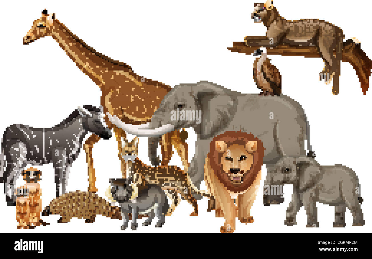 African lions, zebra, giraffe Cut Out Stock Images & Pictures - Alamy