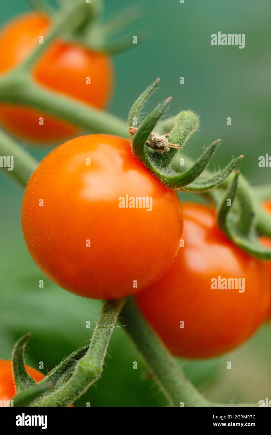 Sungold tomato plant. Solanum lycopersicum Sungold F1 cherry tomatoes ...