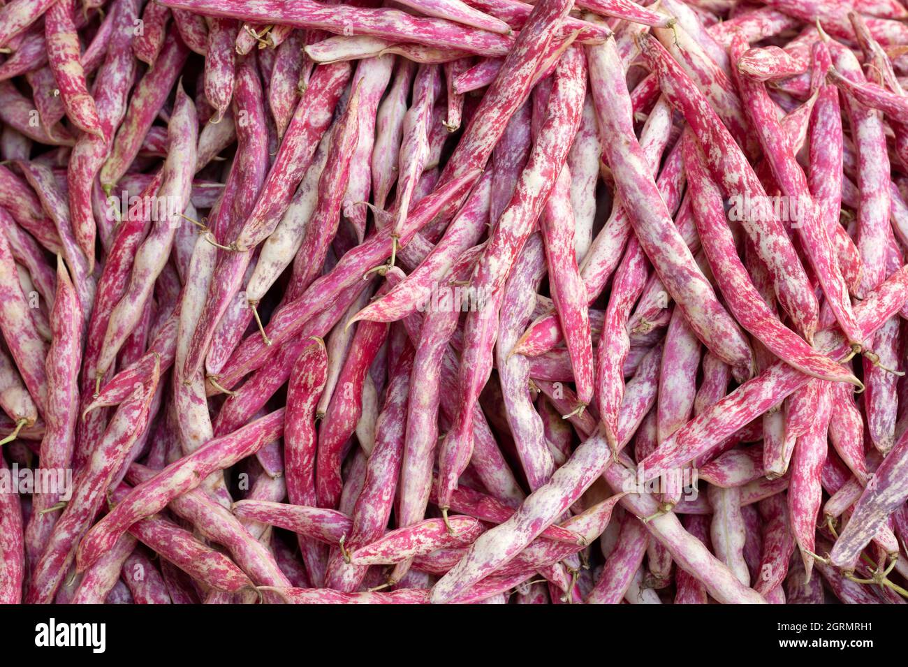 Mullet plant hi-res stock photography and images - Alamy