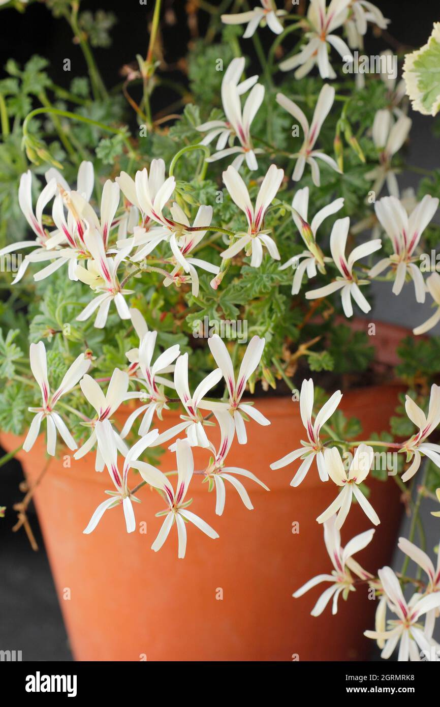 Pelargonium in pot hi-res stock photography and images - Alamy