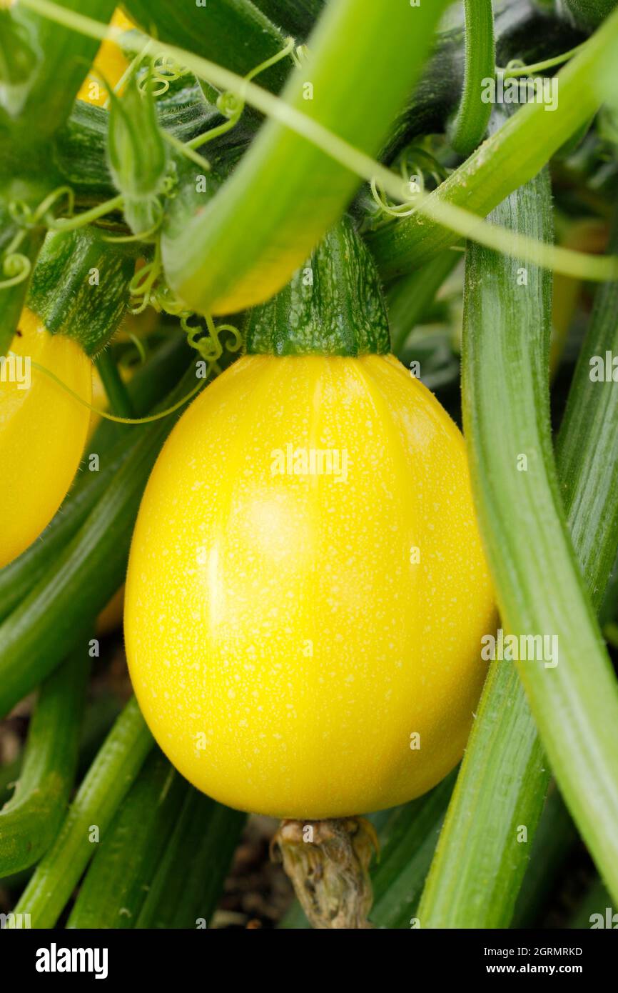 Yellow courgette or yellow courgette plant hi-res stock photography and ...