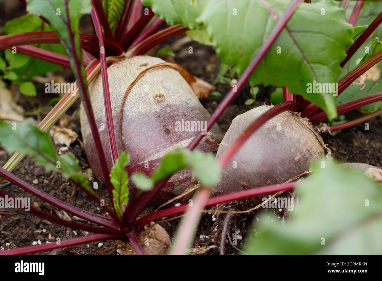 Beetroot Red Ace growing in a domestic kitchen garden. UK. Beta ...