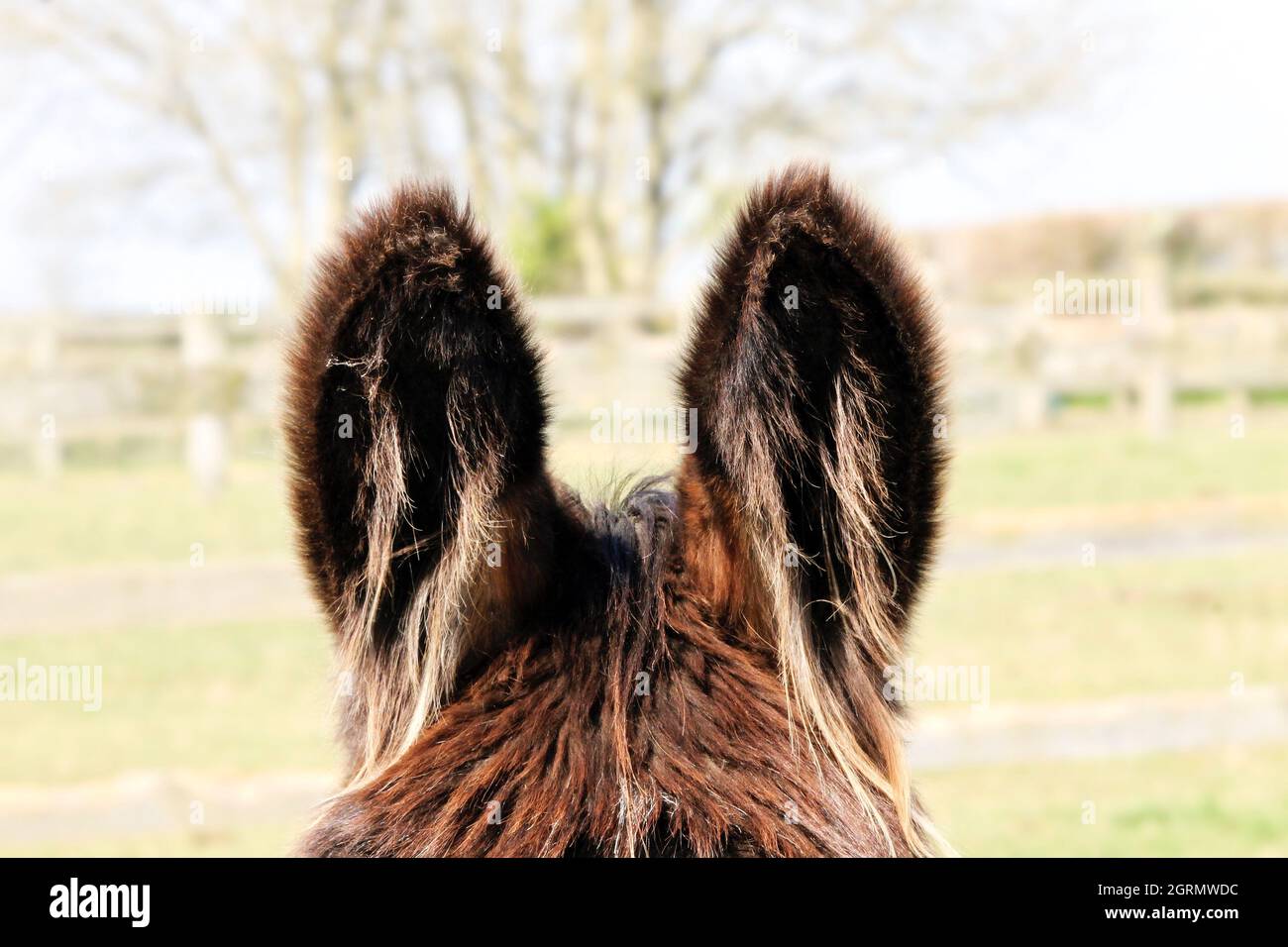 Sidmouth donkey hi-res stock photography and images - Alamy