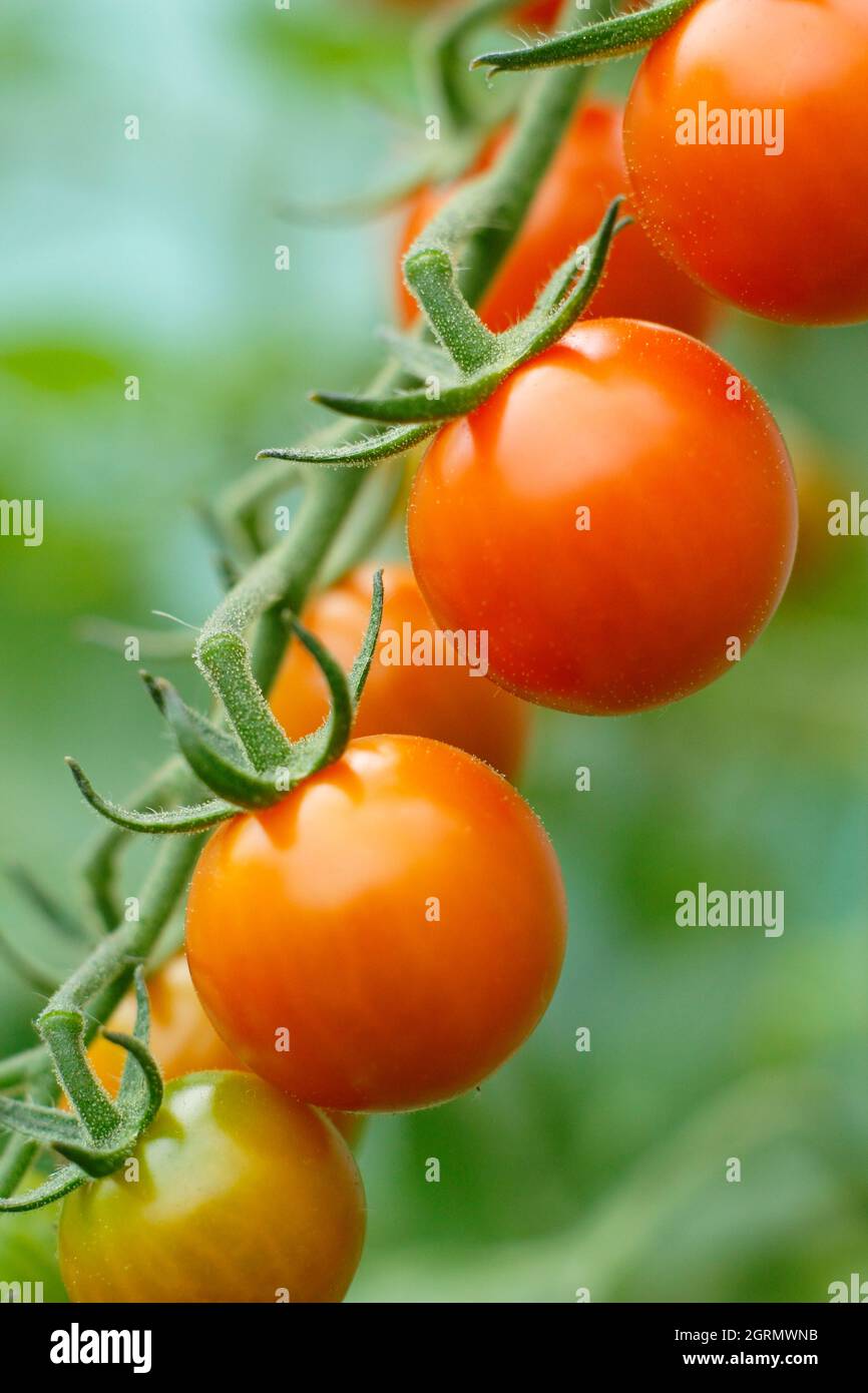 Sungold tomato plant. Solanum lycopersicum Sungold F1 cherry tomatoes ...