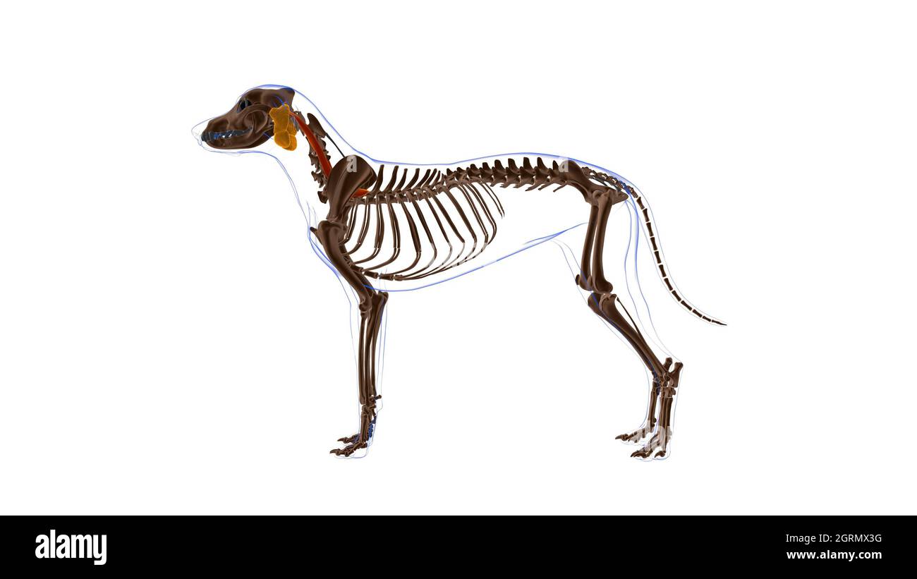 Longissimus Capitis muscle Dog muscle Anatomy For Medical Concept 3D ...