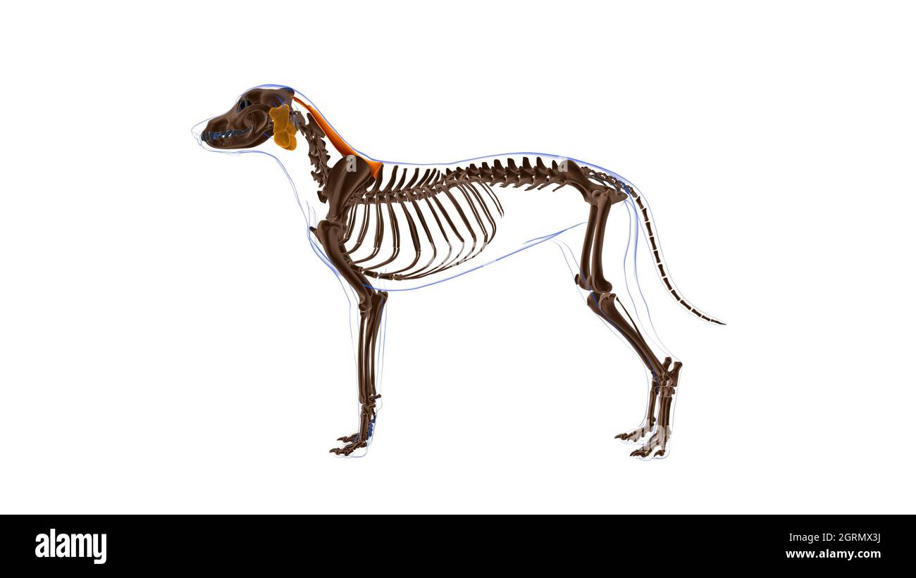 Rhomboideus muscle Dog muscle Anatomy For Medical Concept 3D ...