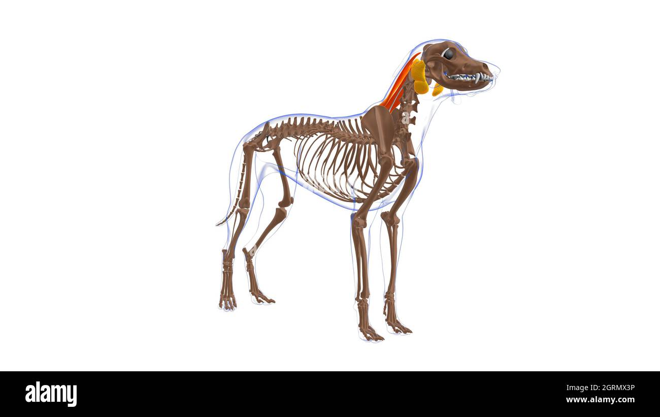 Rhomboideus muscle Dog muscle Anatomy For Medical Concept 3D ...