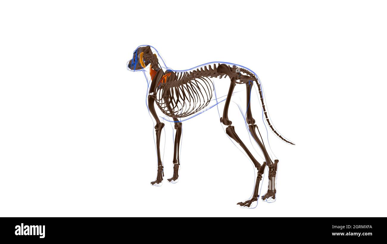 Longissimus Cervicis muscle Dog muscle Anatomy For Medical Concept 3D ...