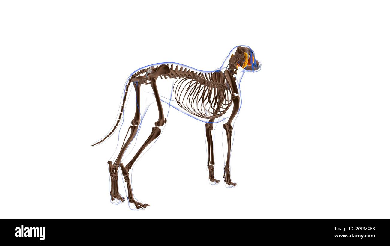 Masseter muscle Dog muscle Anatomy For Medical Concept 3D Illustration ...