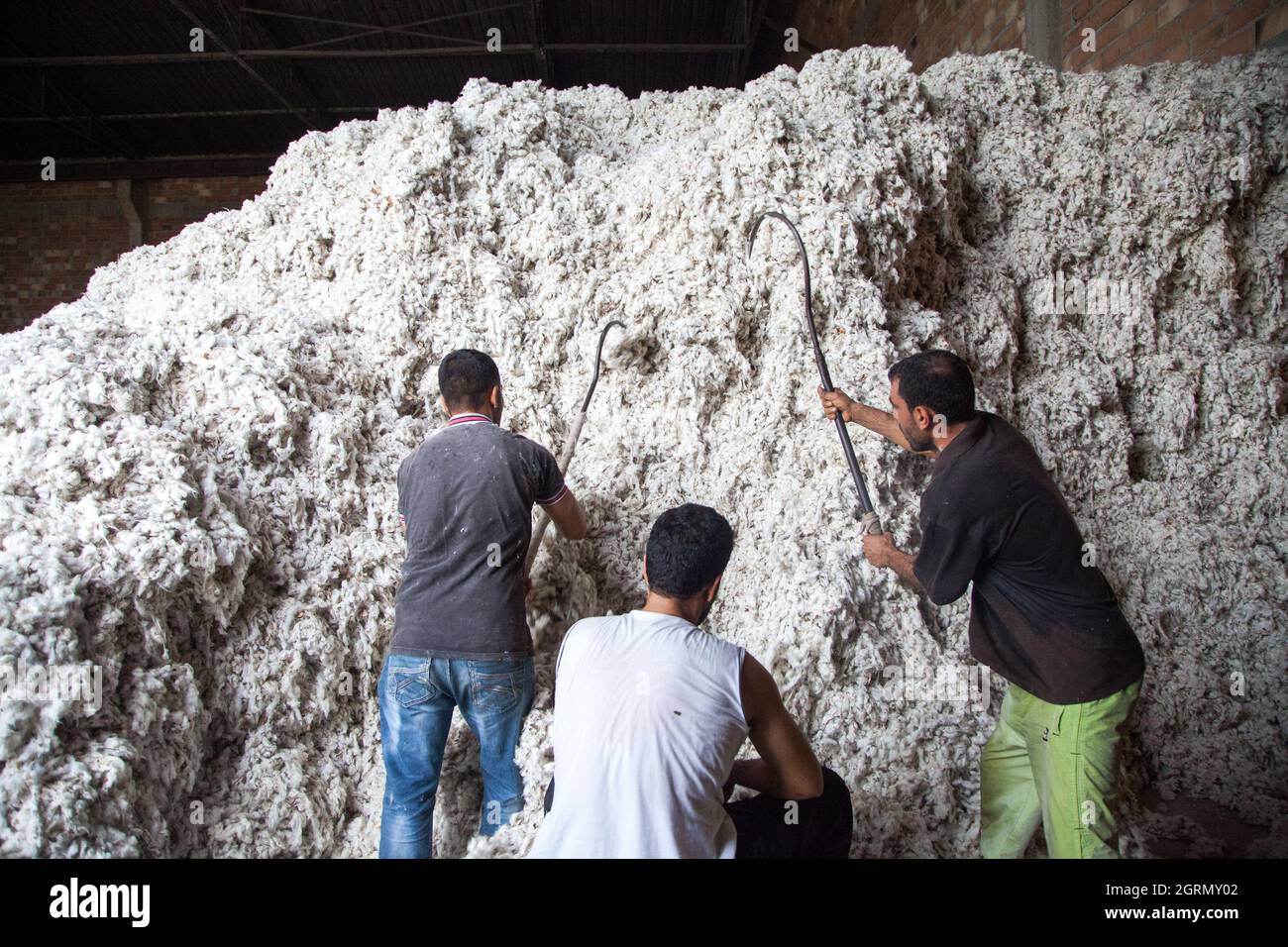 Adana/Turkey-09/27/2014:Unidentified workers collect cotton ball for ...