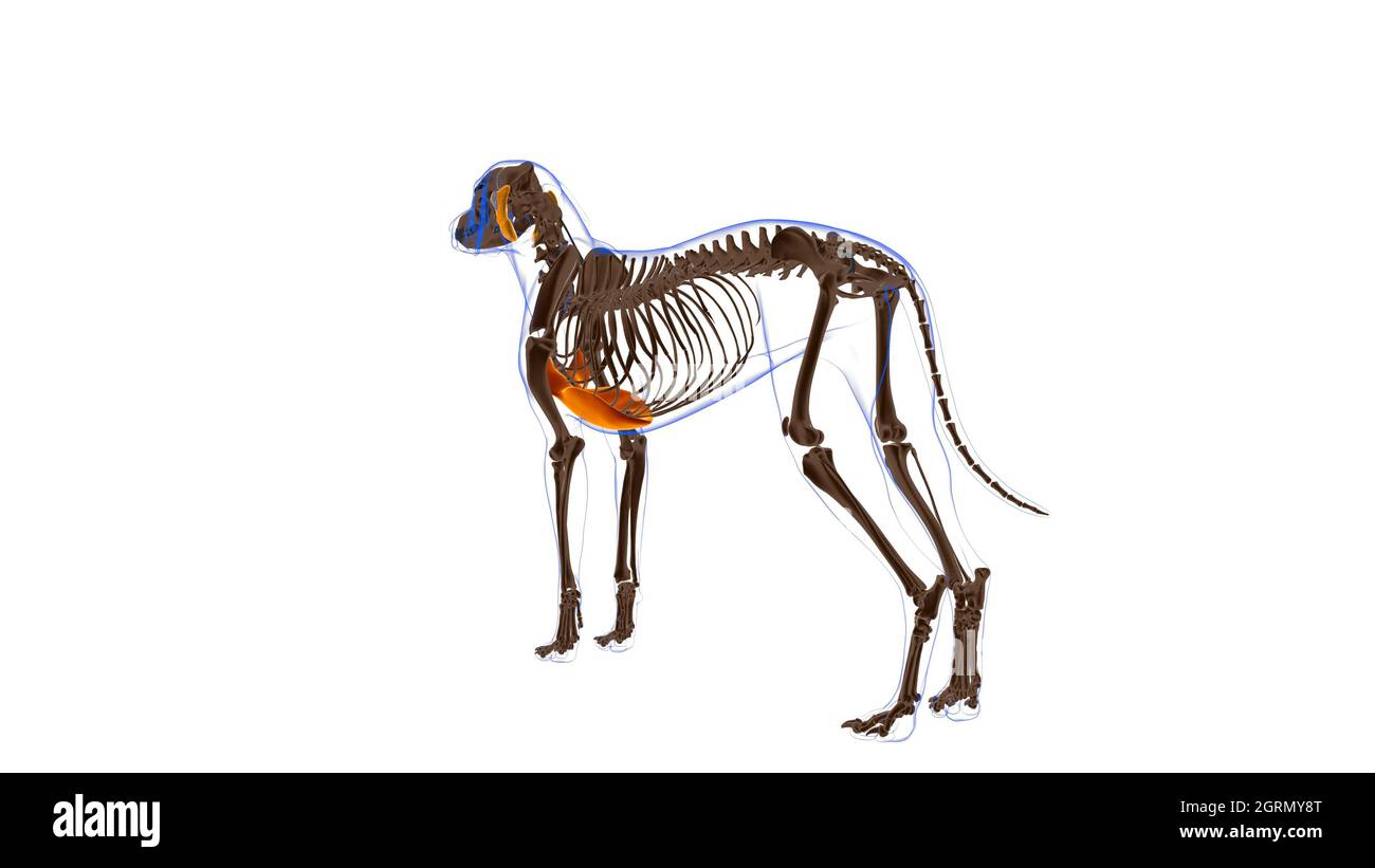 Pectoralis Profundus muscle Dog muscle Anatomy For Medical Concept 3D ...