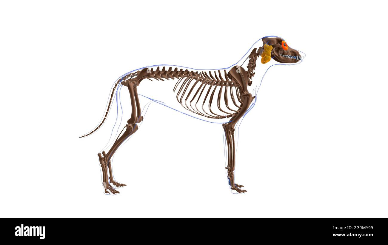 Orbicularis Oculi muscle Dog muscle Anatomy For Medical Concept 3D ...