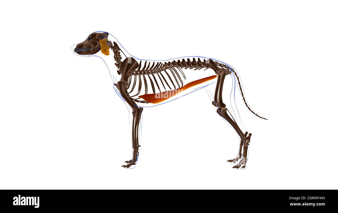 Rectus Abdominus muscle Dog muscle Anatomy For Medical Concept 3D ...