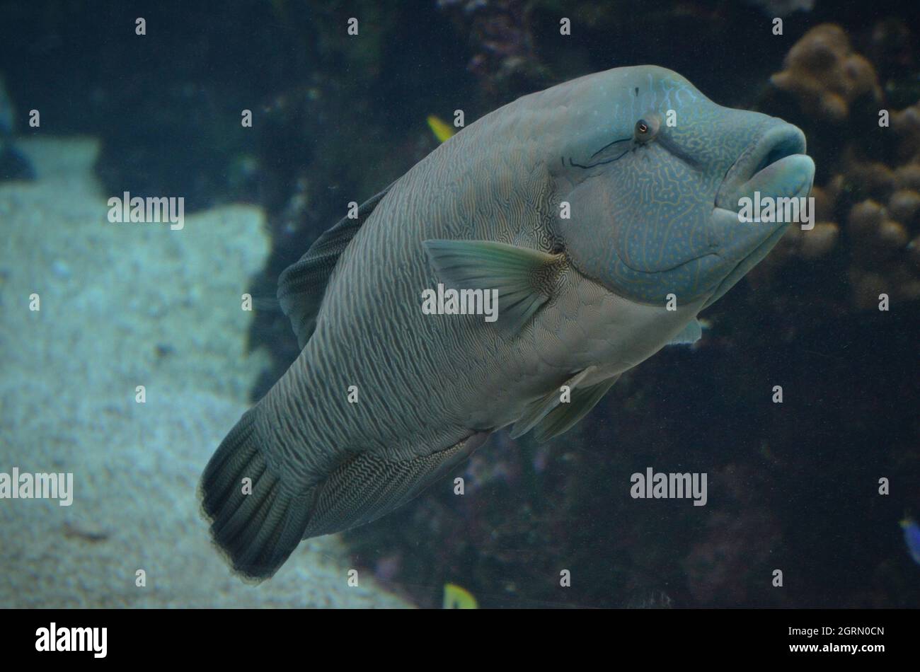 Fish napoleon hi-res stock photography and images - Alamy