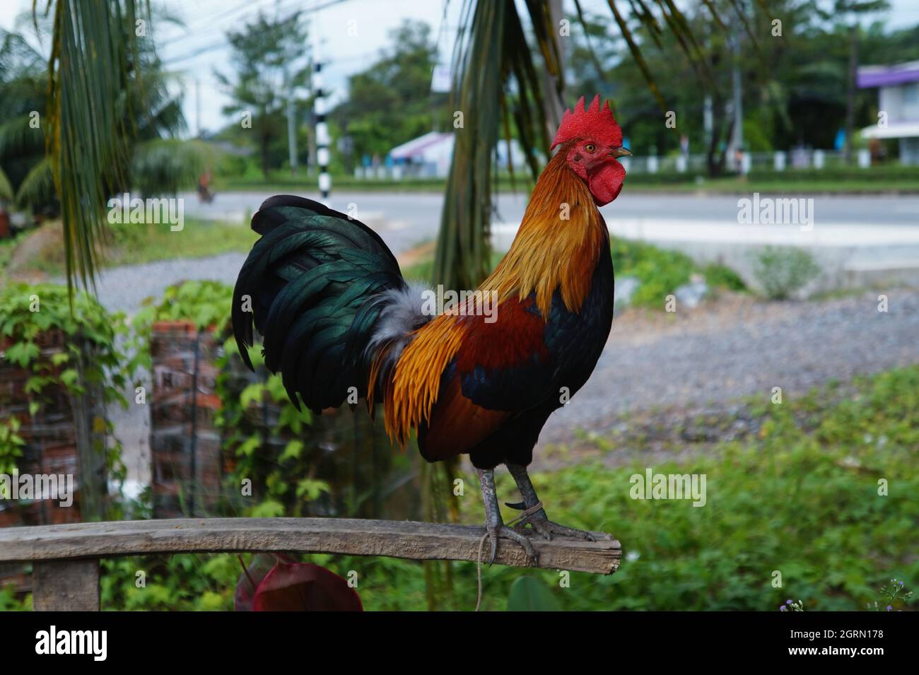Bantam Rooster High Resolution Stock Photography and Images - Alamy