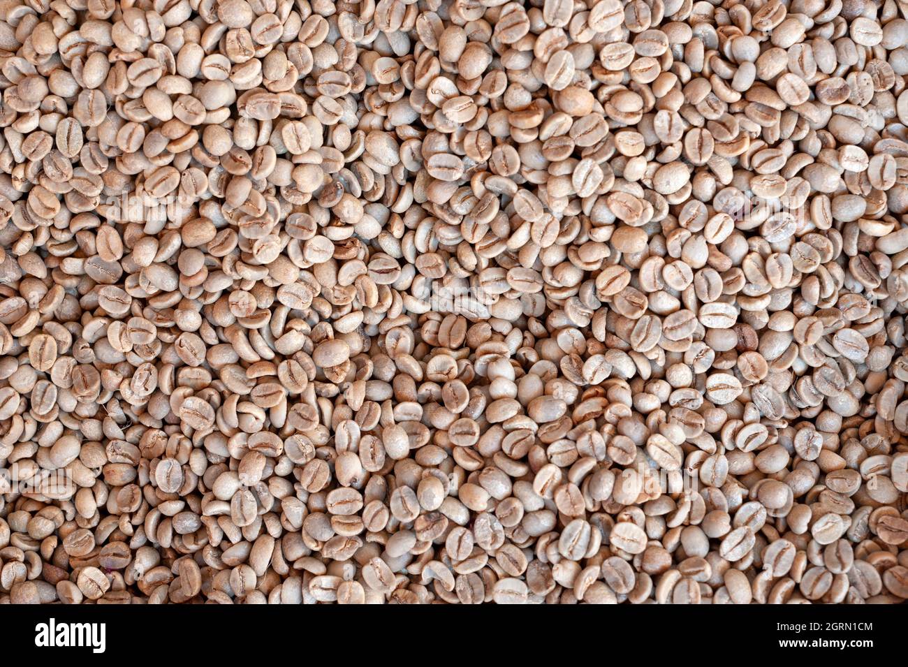 Coffee seed, raw coffee Stock Photo - Alamy