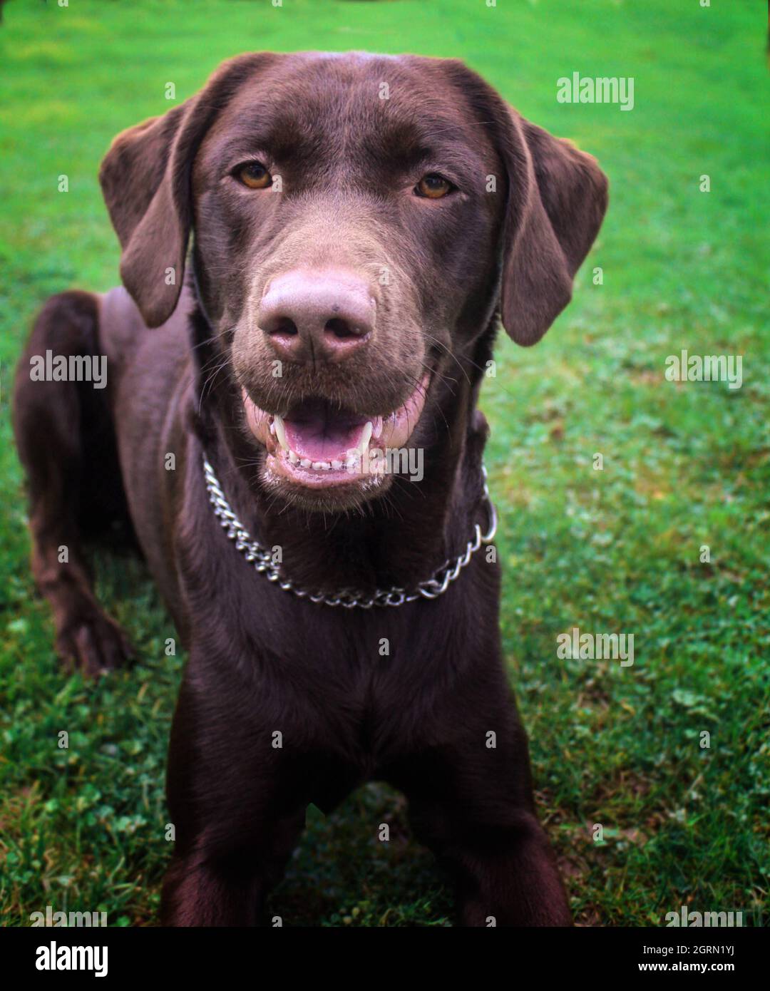 Black labrador retriever agility hi-res stock photography and images ...