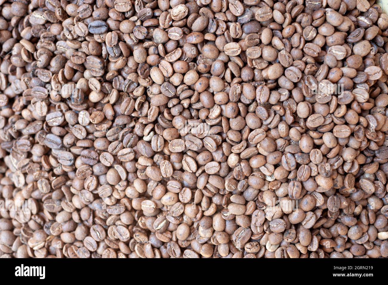 Coffee seed, raw coffee Stock Photo - Alamy