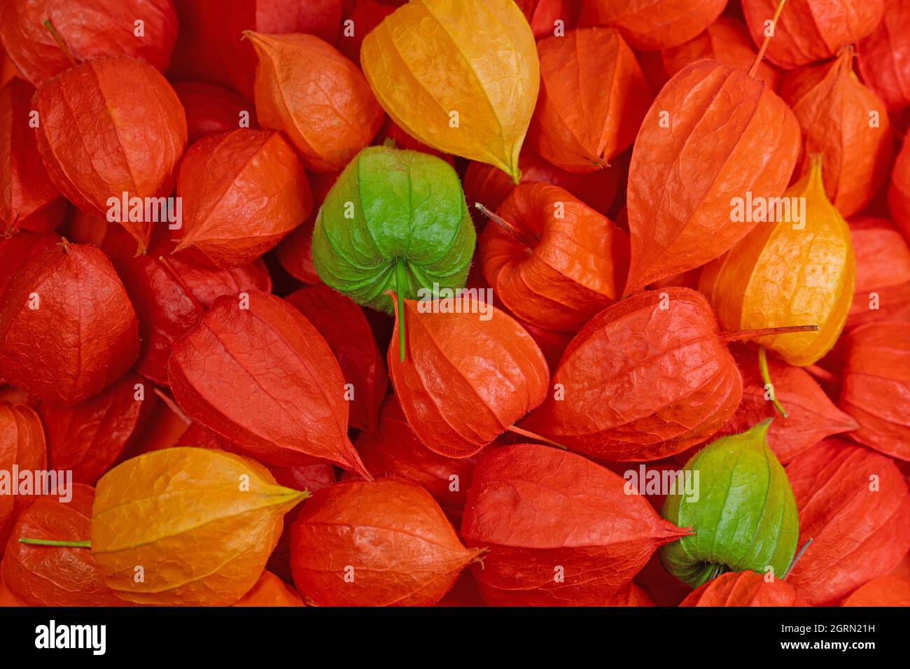 Fruits of Lampion flower , Physalis alkekengi, in a closeup Stock Photo ...