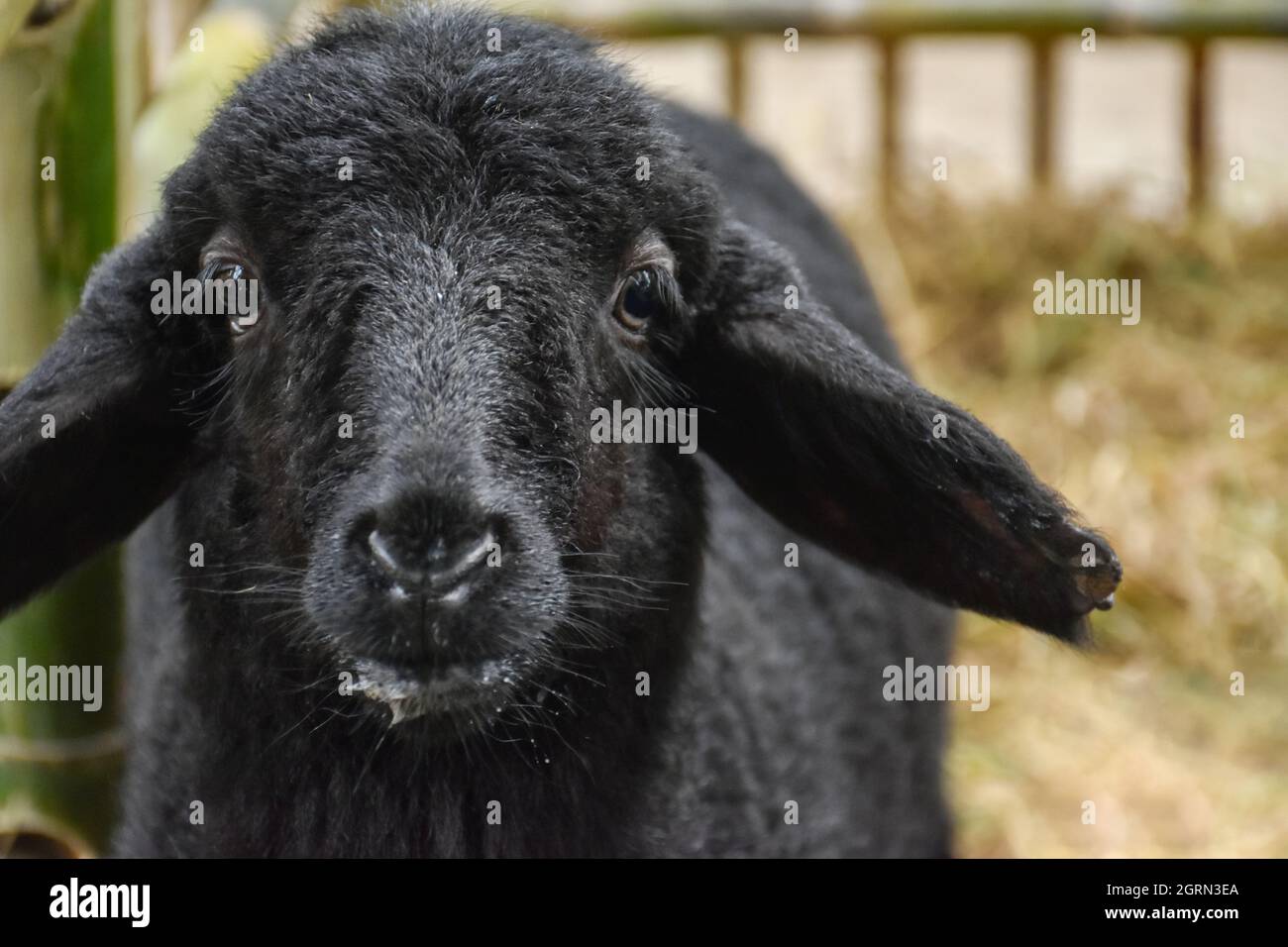 Black body sheep hi-res stock photography and images - Alamy