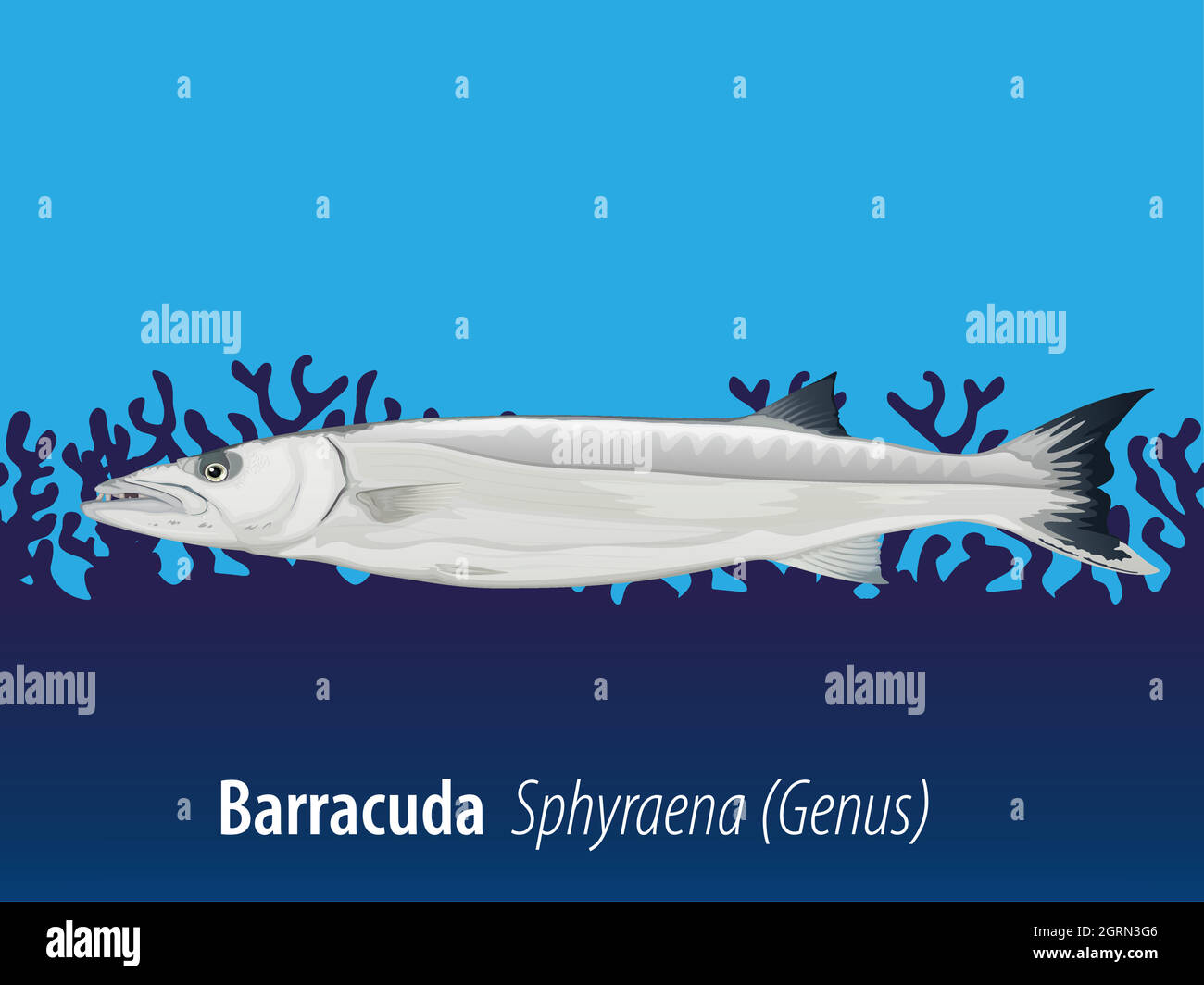 Barracuda fish Stock Vector Images - Alamy