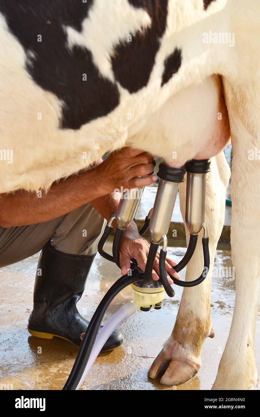 Person milking a cow by hand hi-res stock photography and images - Alamy