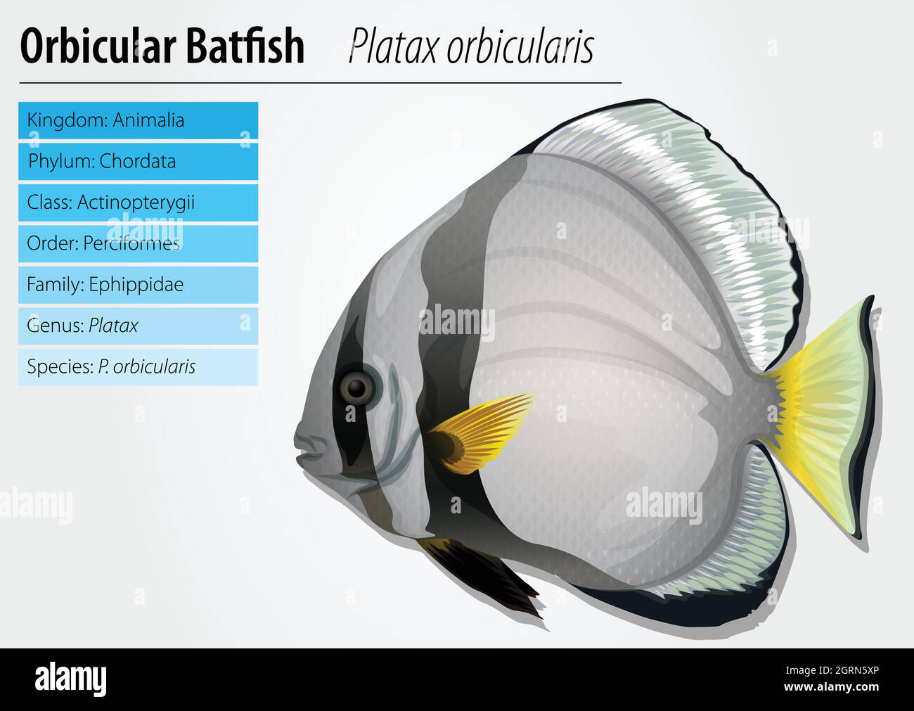 Platax fish Stock Vector Images - Alamy