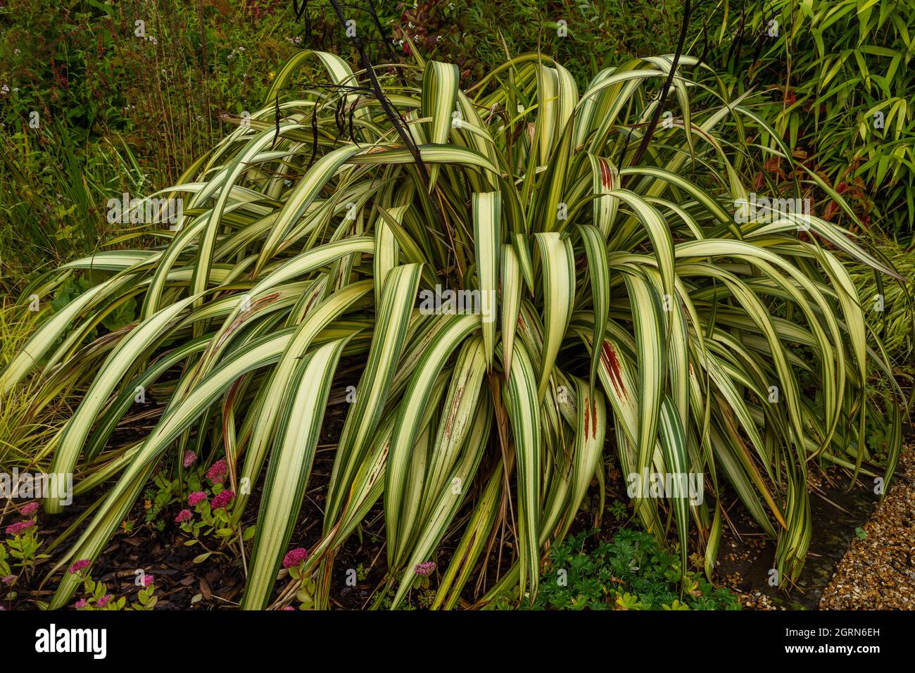 A large phormium plant Stock Photo - Alamy