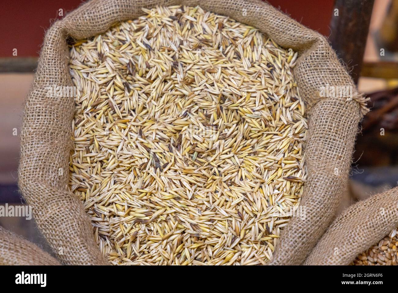 Oat Grains Agriculture Farm Harvest in Sack Stock Photo - Alamy