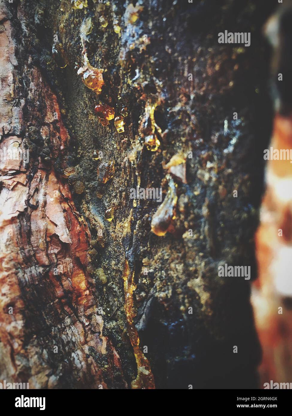 Tar pine hi-res stock photography and images - Alamy
