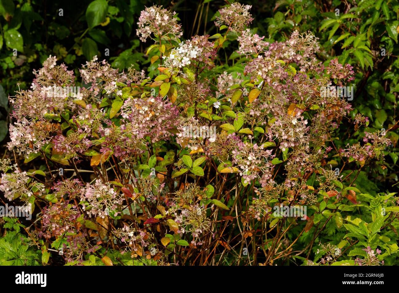 Hydrangea Paniculata Bobo at the end of the flowering season. The ...