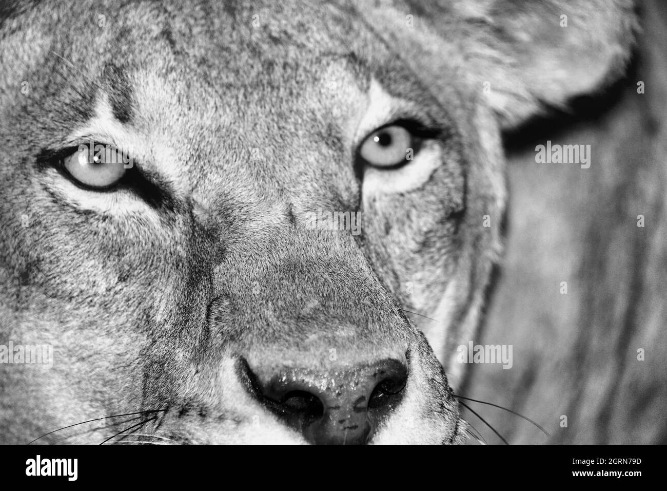 Human and lioness hi-res stock photography and images - Alamy