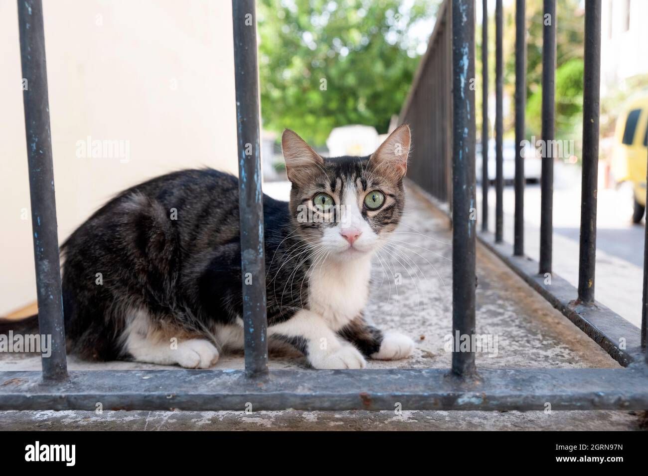 Cat behind bars posing Stock Photo - Alamy