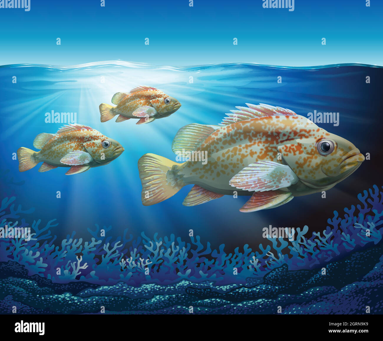 Groupers swimming in the ocean Stock Vector Image & Art - Alamy