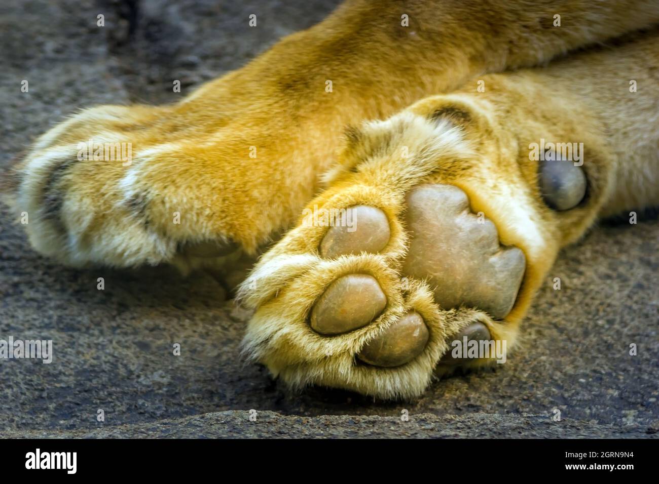 Lion leg and paw hi-res stock photography and images - Alamy