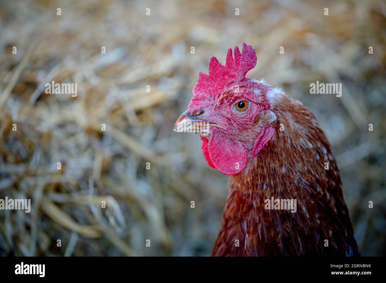 Portrait of a chicken Stock Photo - Alamy