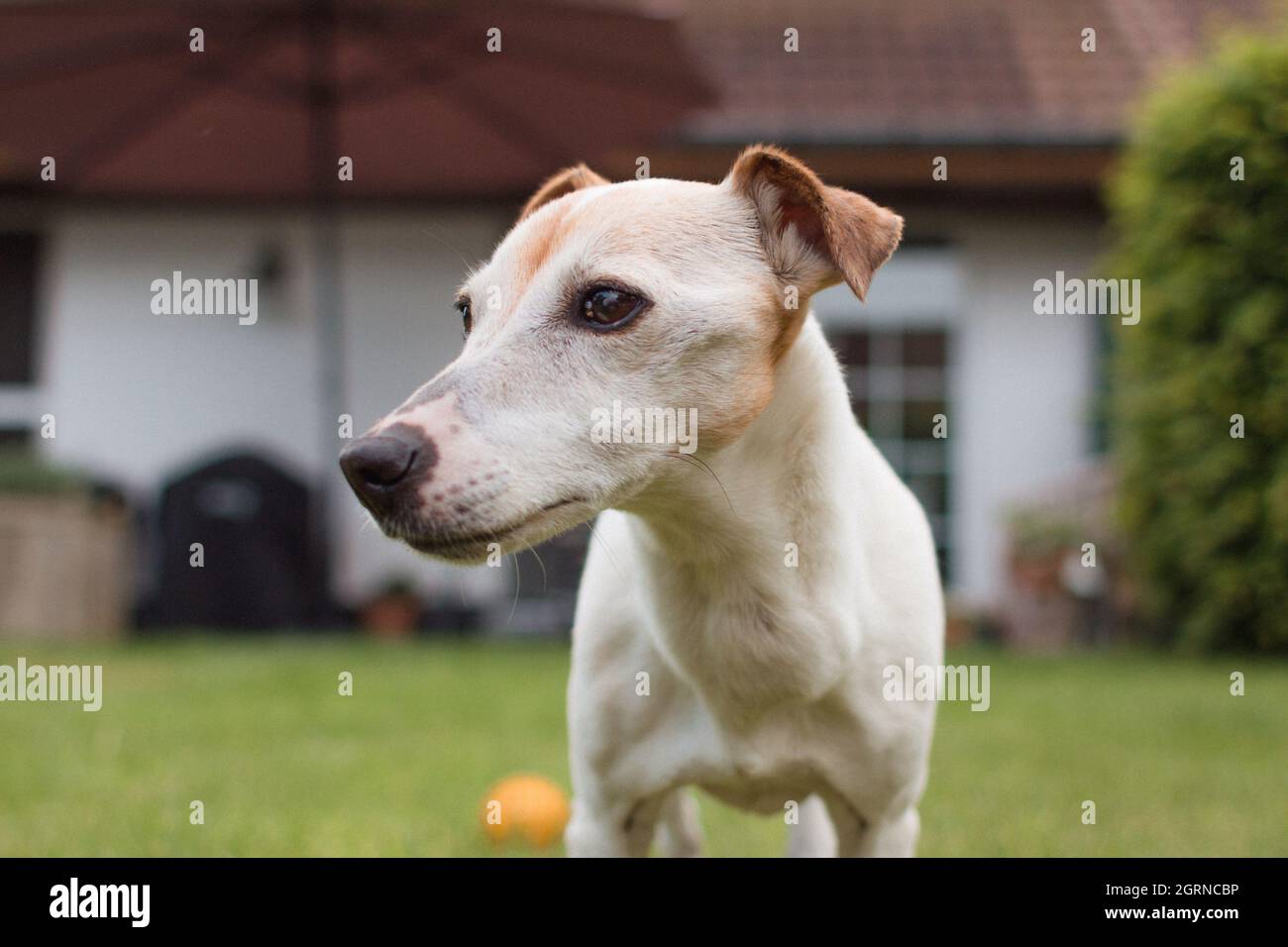 Back left western europe hi-res stock photography and images - Alamy