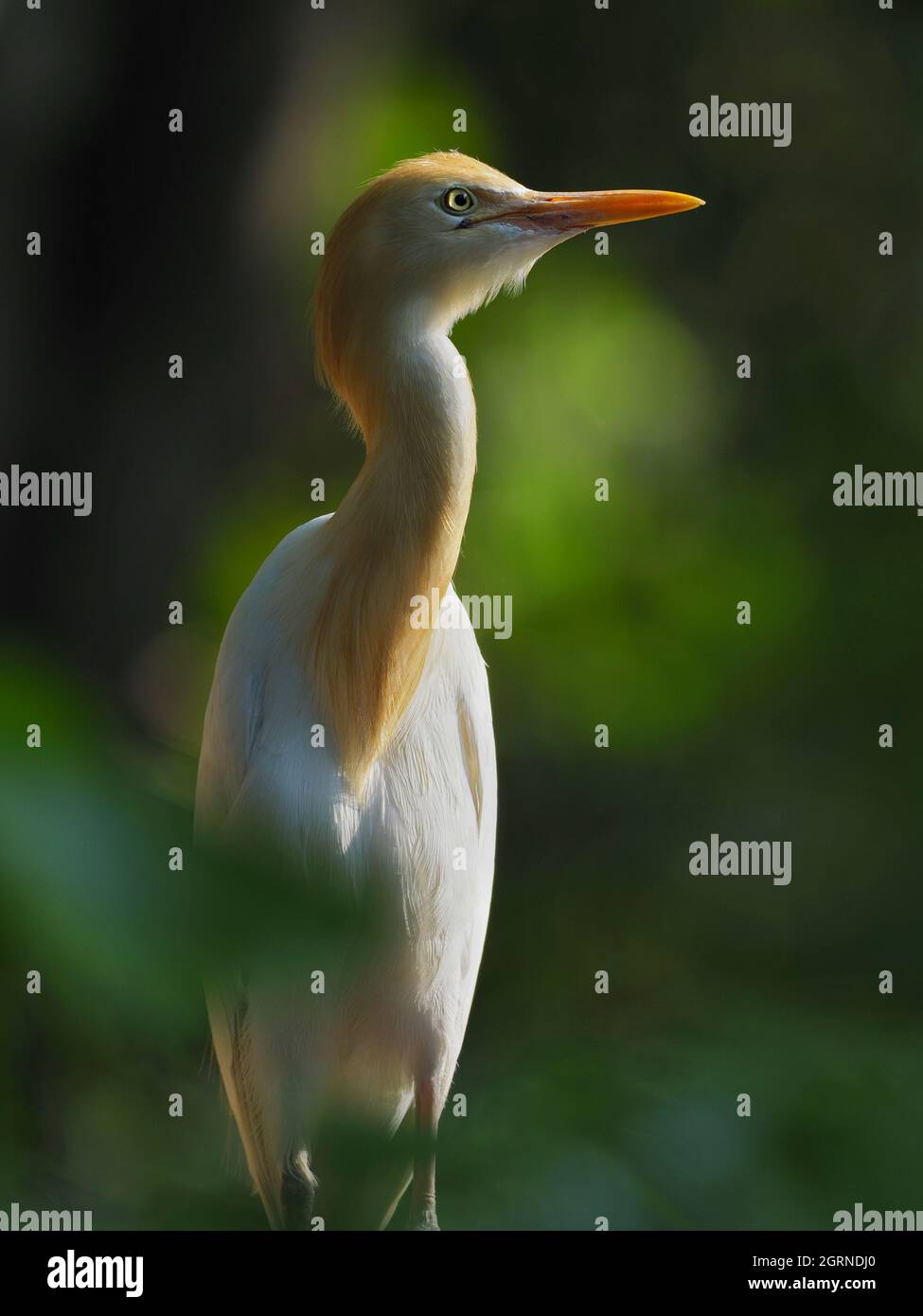 Indonesian bird hi-res stock photography and images - Alamy