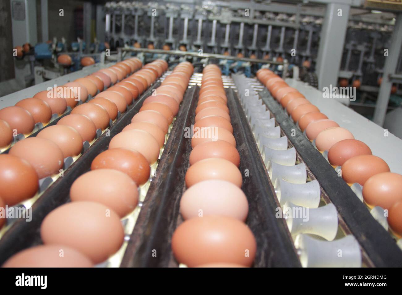 Egg packing hi-res stock photography and images - Alamy