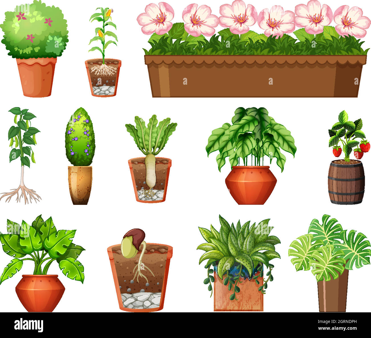 Set of different plants in pots isolated on white background Stock ...