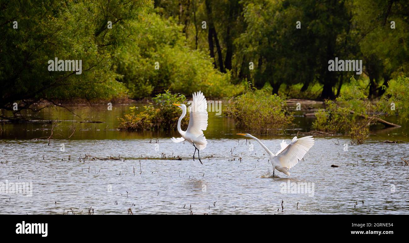 Egrets proforming a matting dance along the banks of the French Board ...