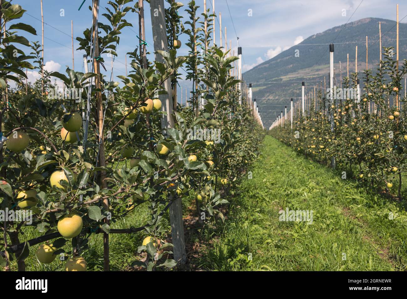 Picking apples italy hi-res stock photography and images - Alamy