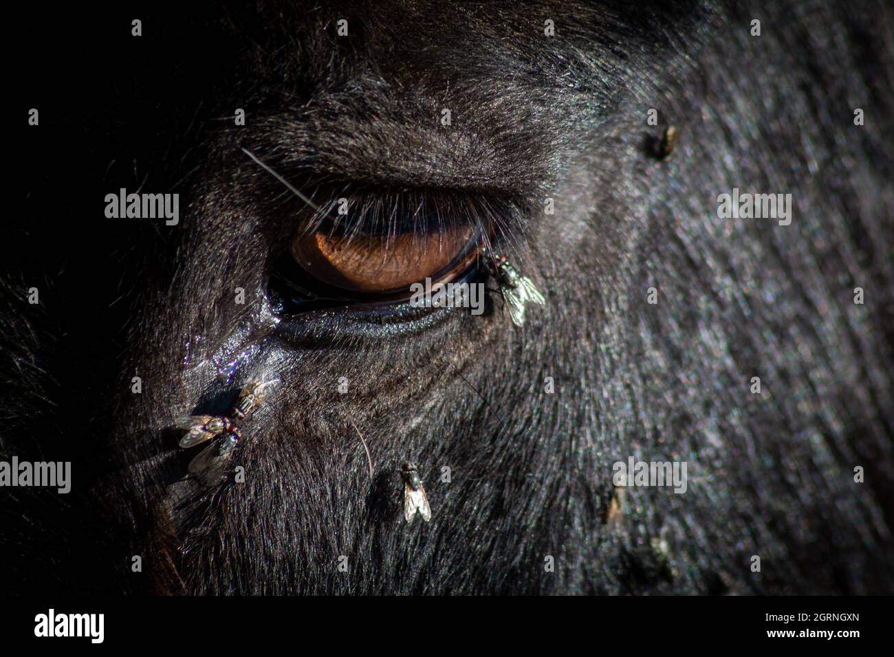 Closeup of donkeys eye hi-res stock photography and images - Alamy