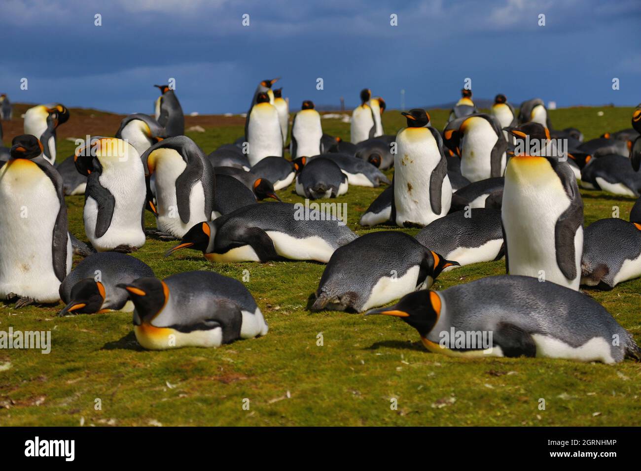 National geographic penguin hi-res stock photography and images - Alamy