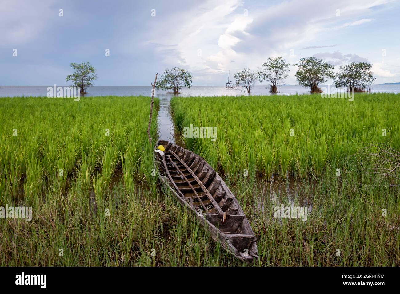 Thailand rice field boat hi-res stock photography and images - Alamy