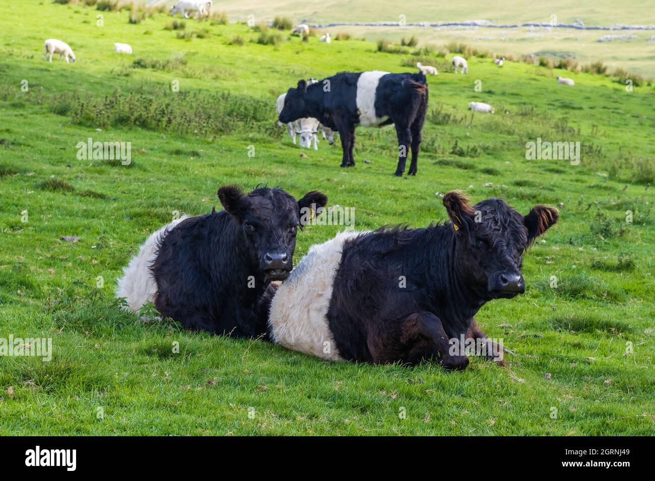 The Belted Galloway is a traditional Scottish breed of beef cattle. It ...