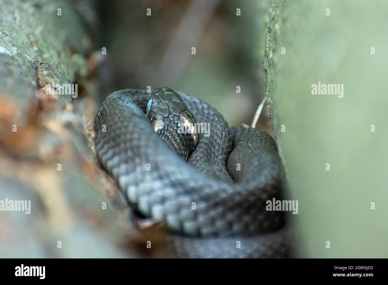 Curled grass snake in the gap between the logs of wood, summer day ...