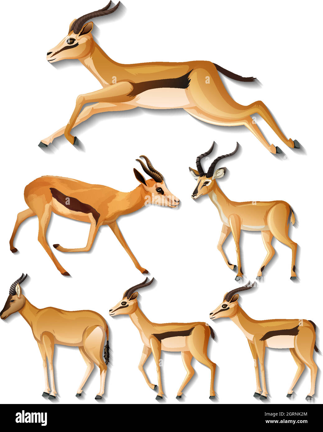 Set of different sides of impala isolated on white background Stock ...