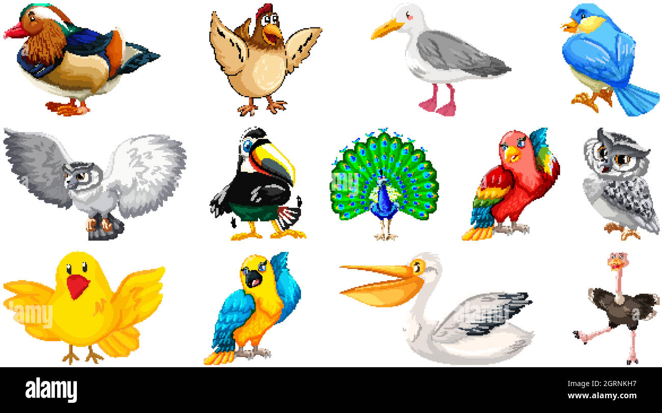 Set of different birds cartoon style isolated on white background Stock ...